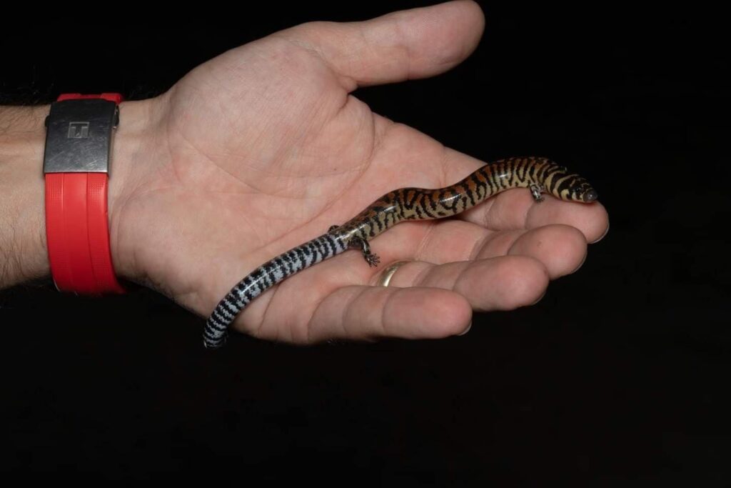 Banded Supple Skink: The Land Snake Of Cambodia - Nerdy Owlet