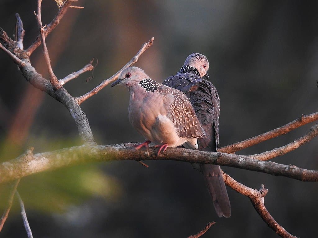 Spotted Dove: The Monogamous Breeders - Nerdy Owlet