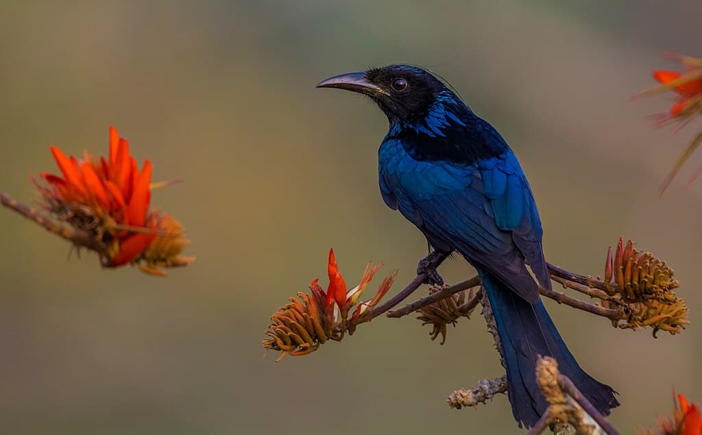 7 Drongo Species In Cambodia - Nerdy Owlet