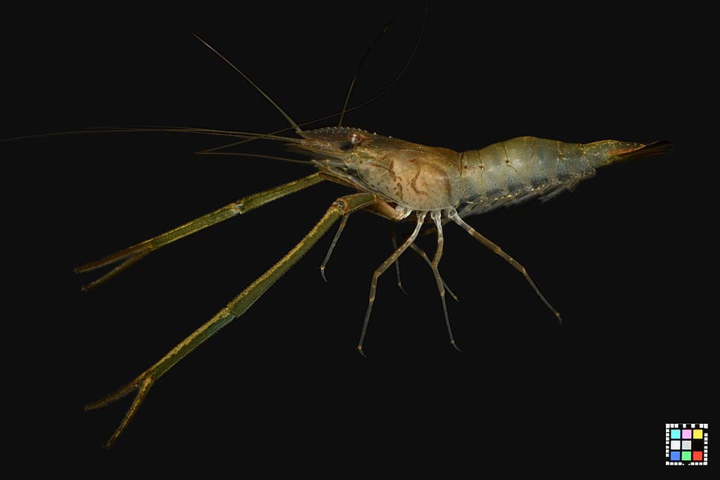 3 Freshwater Prawn Species In Cambodia - Nerdy Owlet